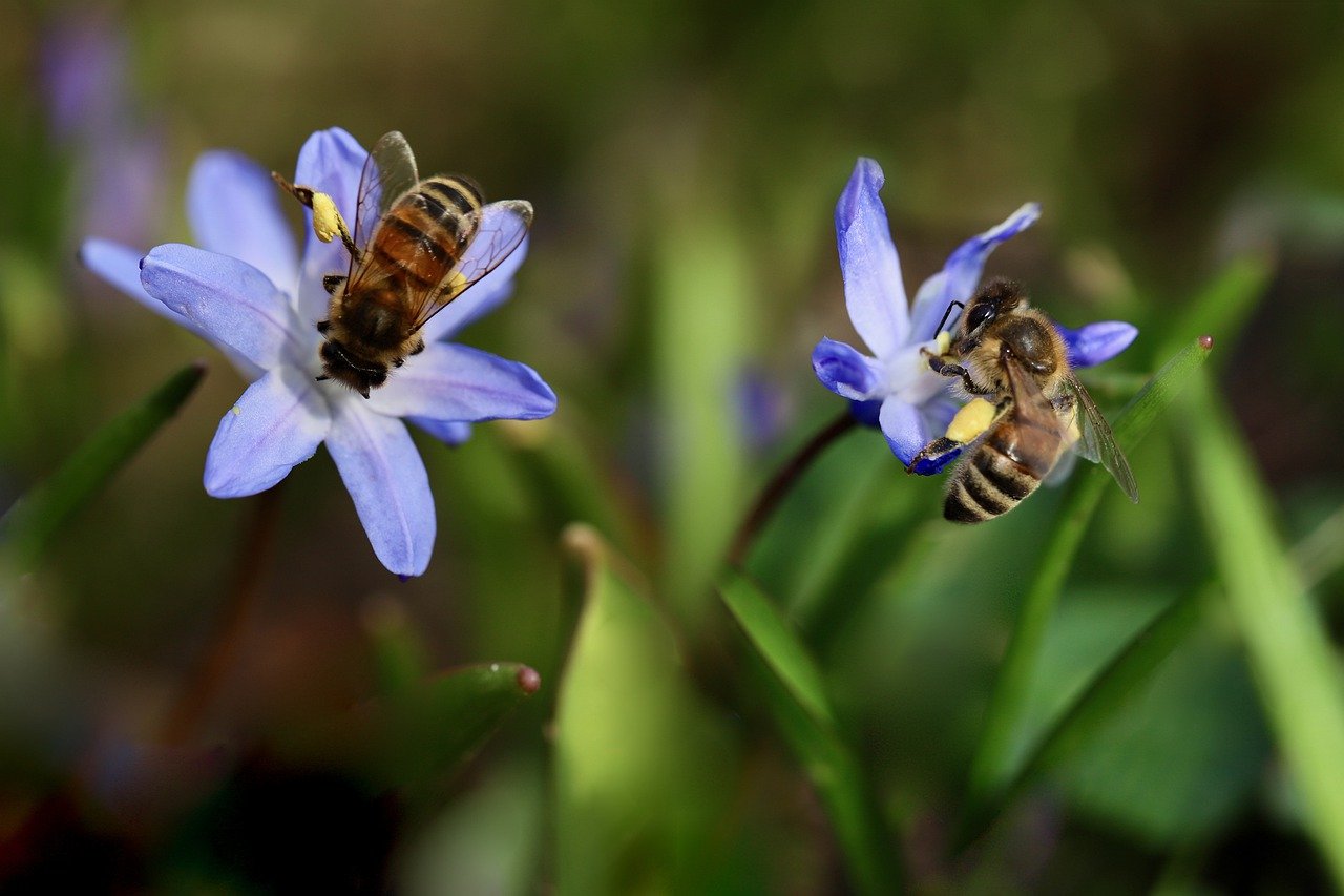 Irish Bee Foundation | Protecting - Preserving - Promoting