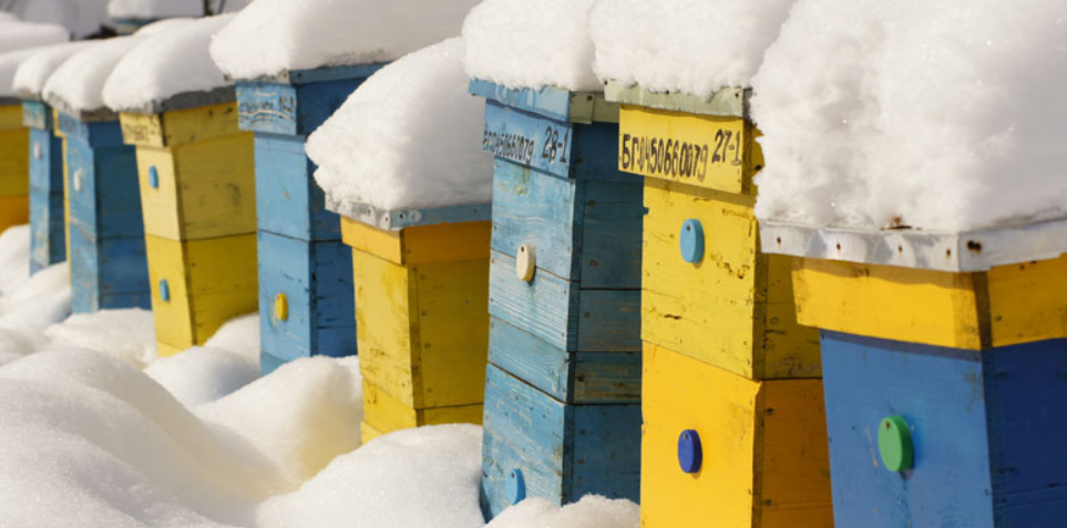 Winter Bees: How To Do an Inspection Without Opening the Hive - Irish ...